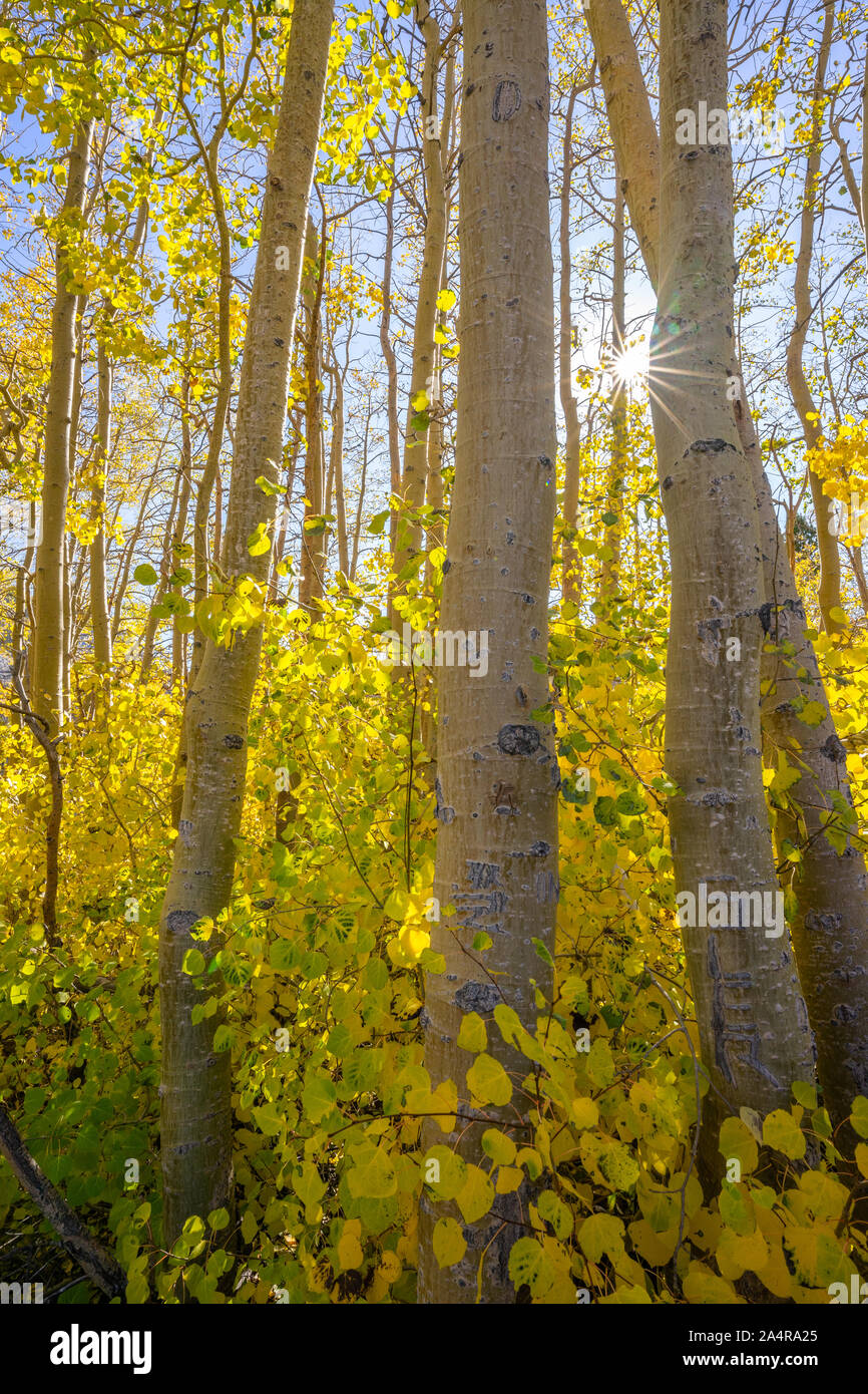Fall Colors Bishop California Stock Photo - Alamy