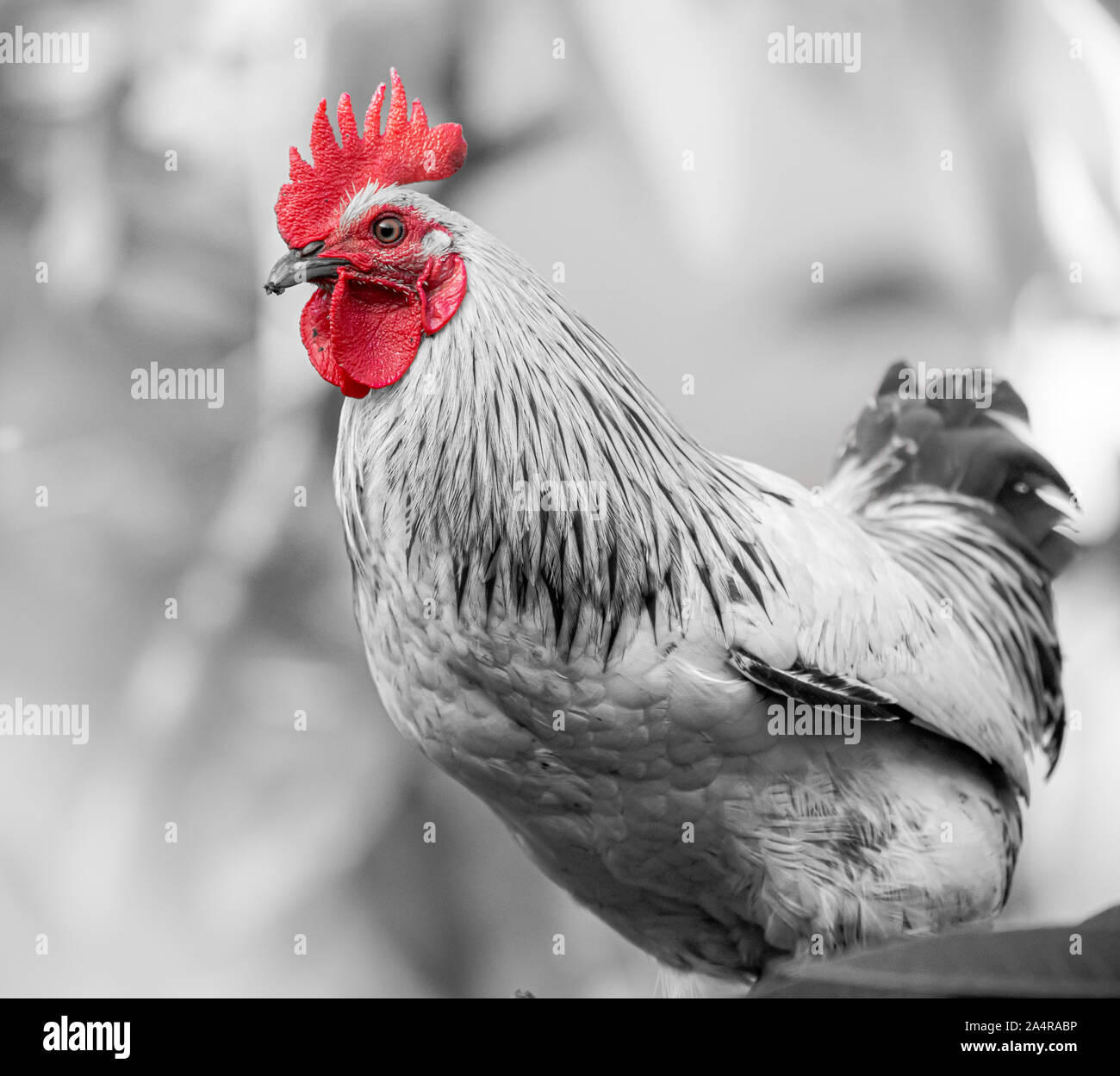 Red head Rooster pose with red as the only colour in a black white ...