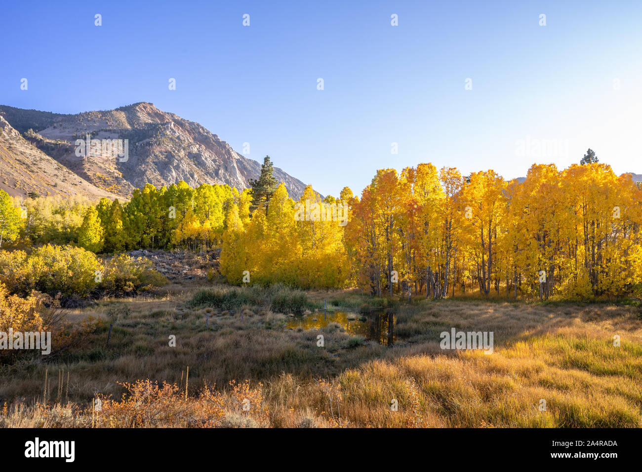 Fall Colors Bishop California Stock Photo - Alamy