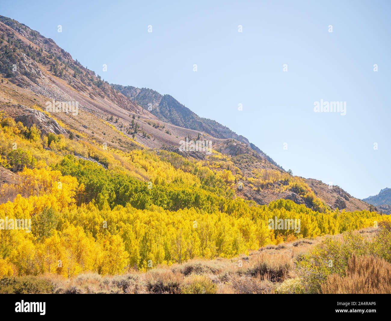 Fall Colors Bishop California Stock Photo - Alamy