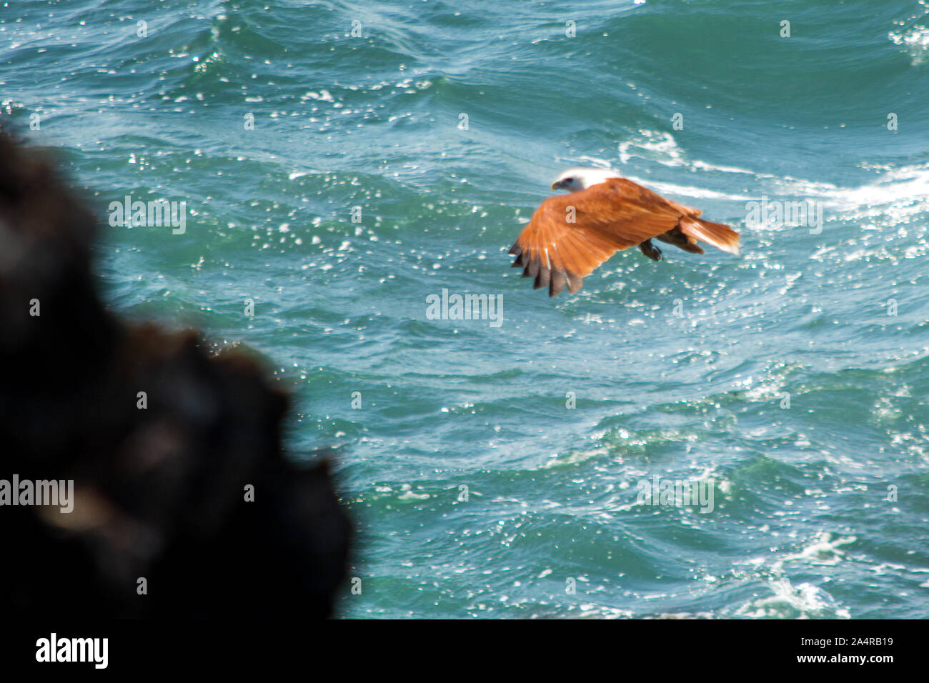 White headed kite hi-res stock photography and images - Alamy