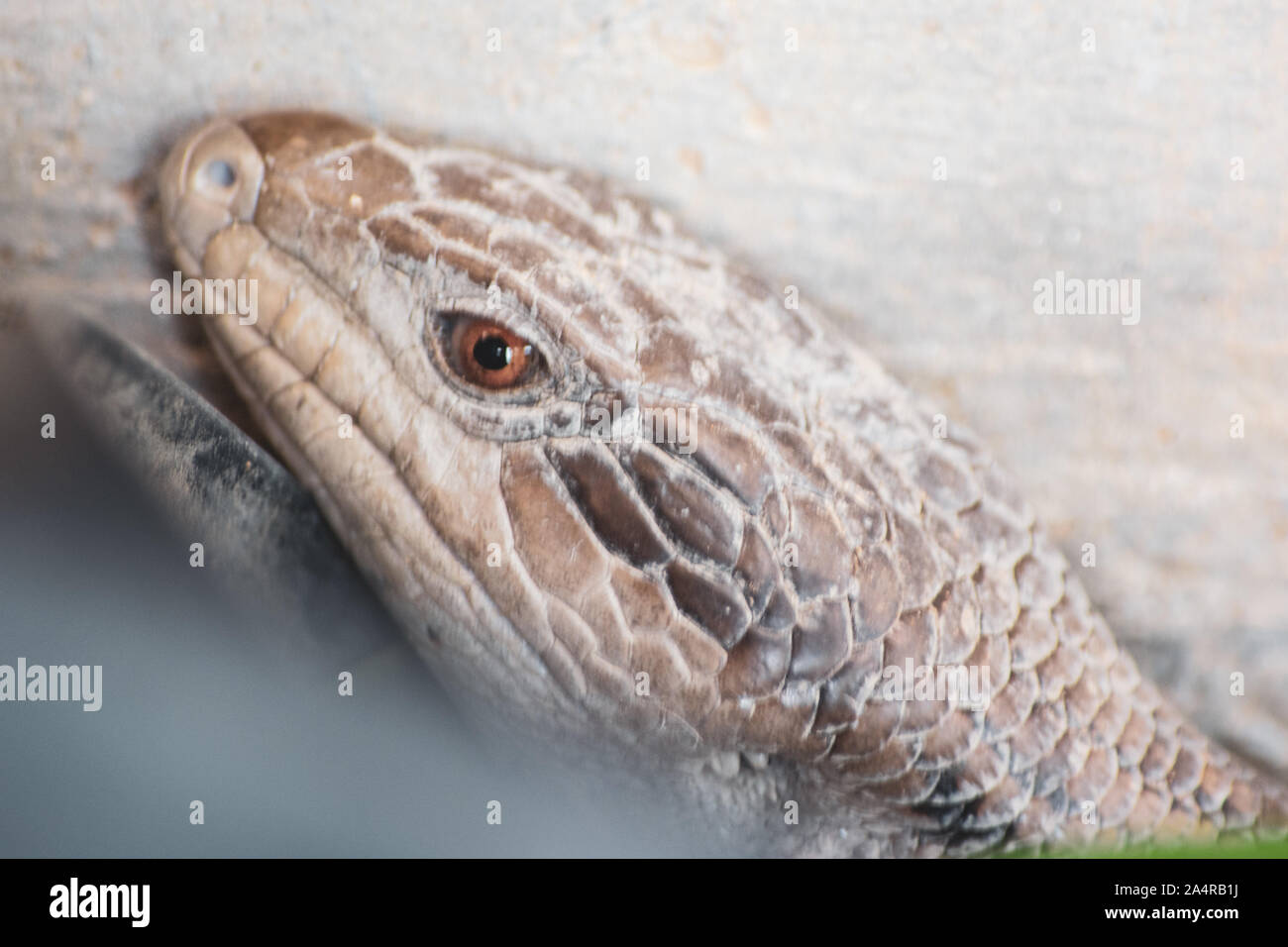 Australian Blue tongue lizard, closeup of face, cold blooded reptile ...