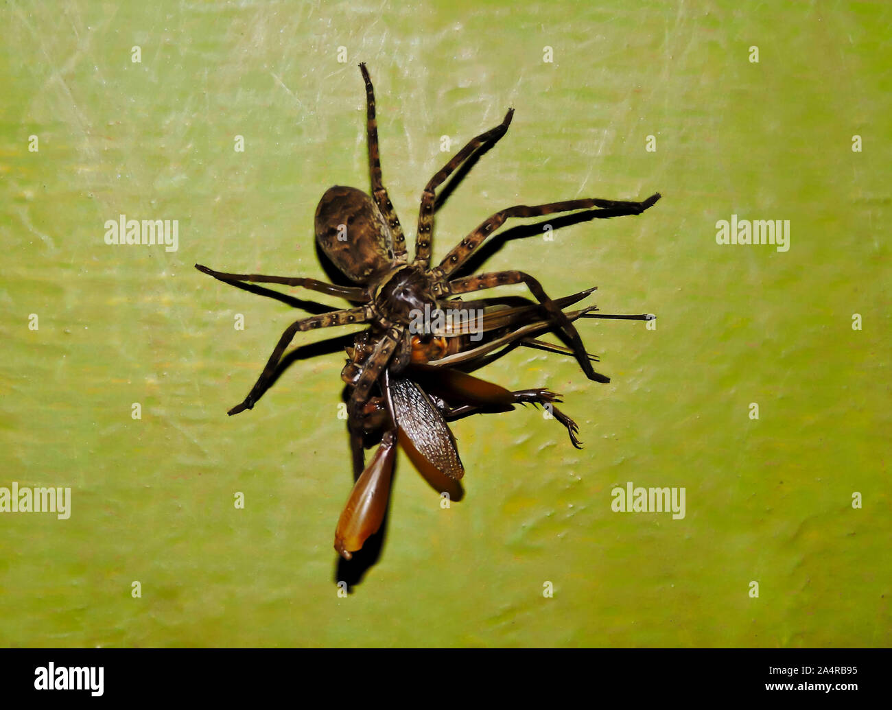 Giant huntsman spider hi-res stock photography and images - Alamy
