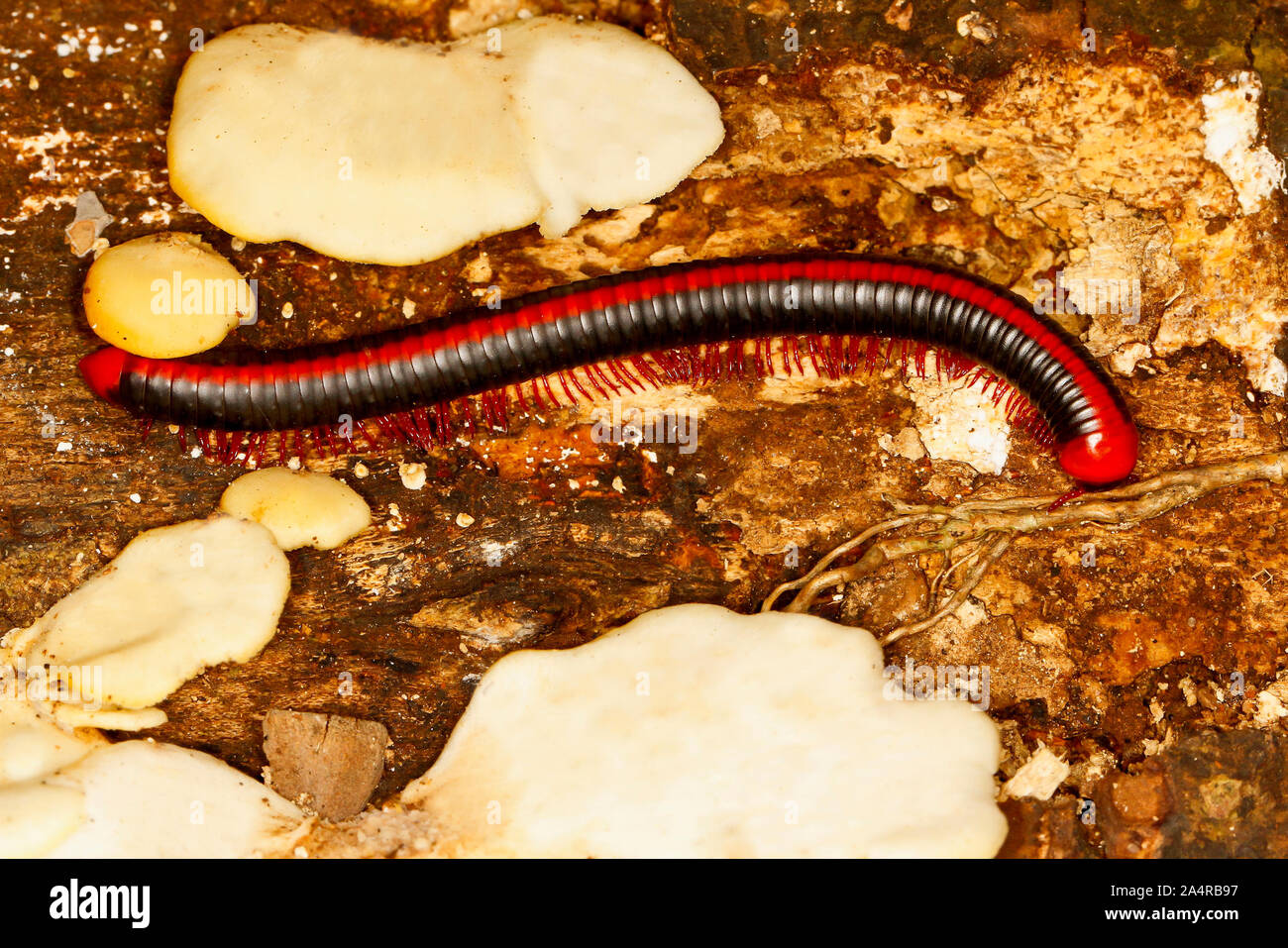 Red millipede hi-res stock photography and images - Alamy