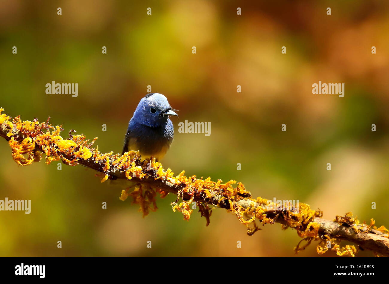 Black naped monarch flycatcher, male, Hypothymis azurea at Ganeshgudi ...