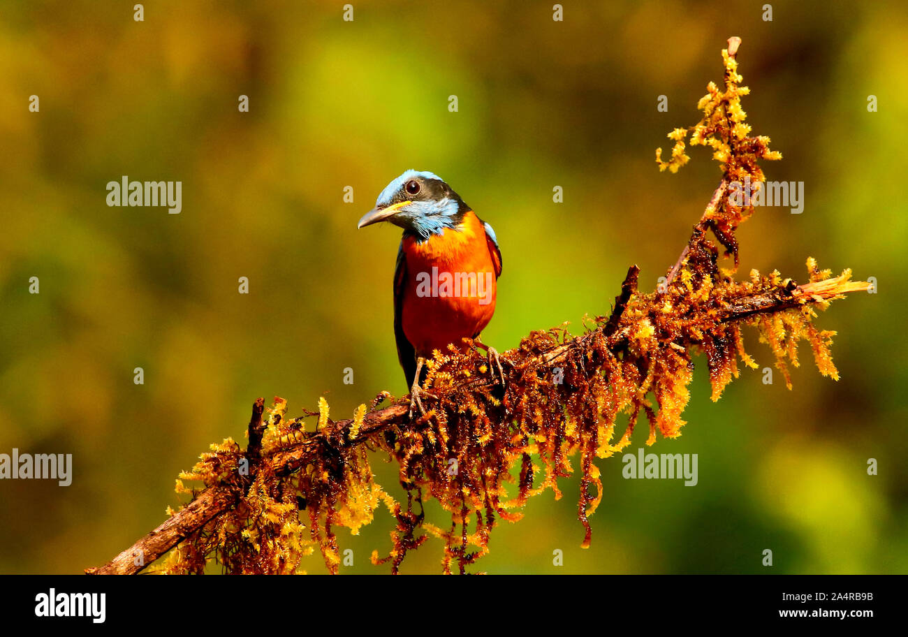 Blue capped rock thrush hi-res stock photography and images - Alamy