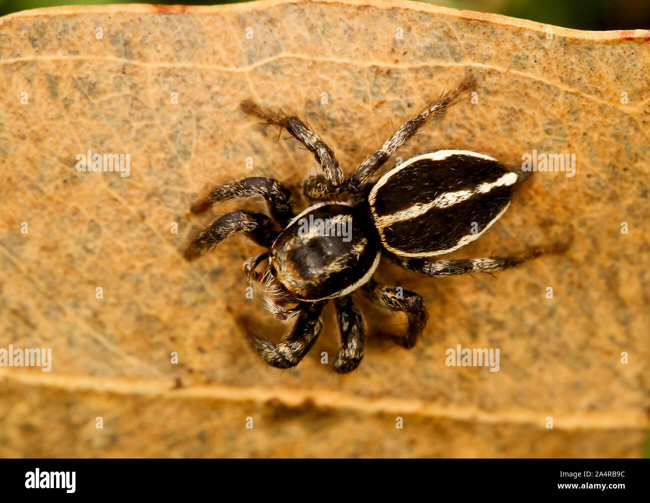 Jumping spider, Salticidae family at Coorg in Karnataka, India Stock ...