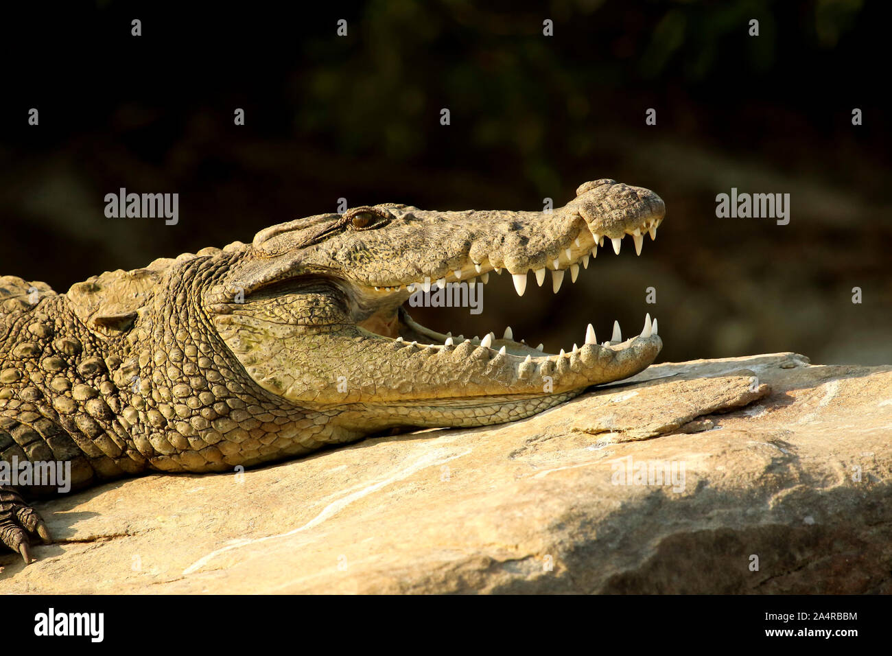 Crocodile bird teeth hi-res stock photography and images - Alamy