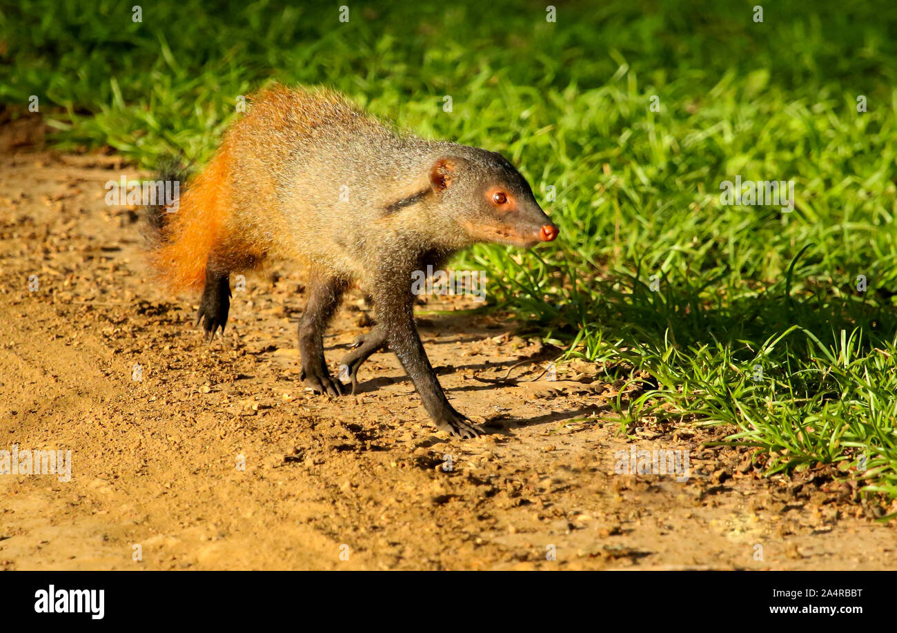 Mongoose of india hi-res stock photography and images - Alamy