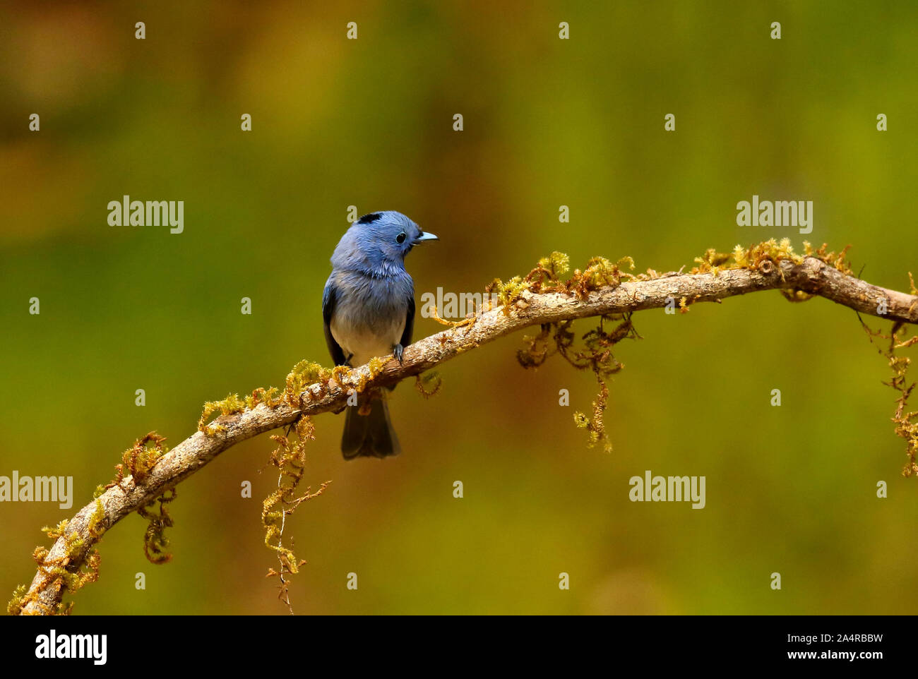 Black naped monarch flycatcher, male, Hypothymis azurea, Ganeshgudi ...