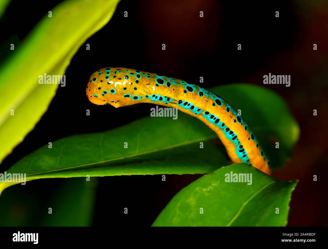 Blue Tiger Moth High Resolution Stock Photography and Images - Alamy