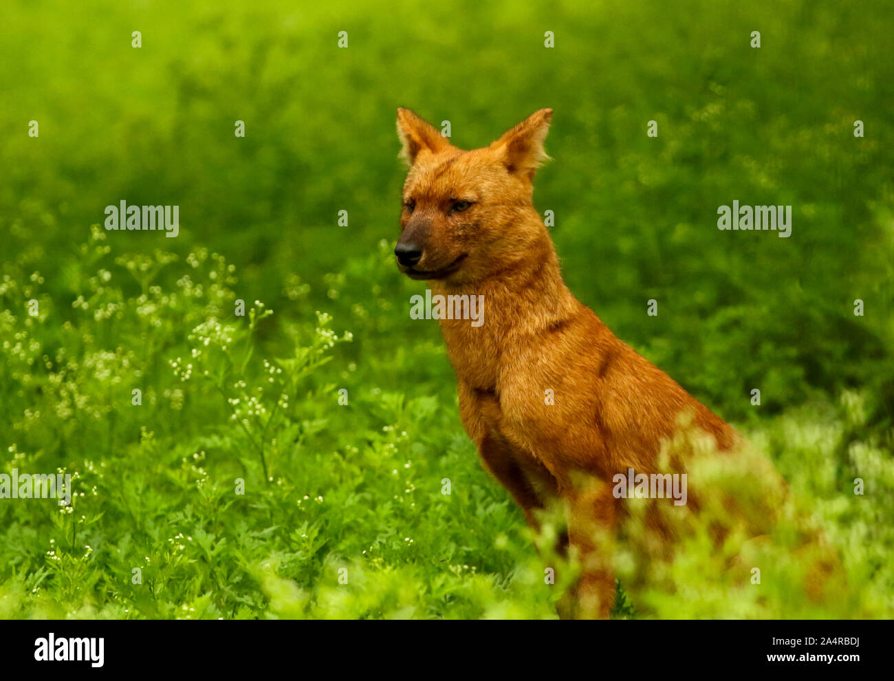 Indian wild dog dhole cuon hi-res stock photography and images - Alamy