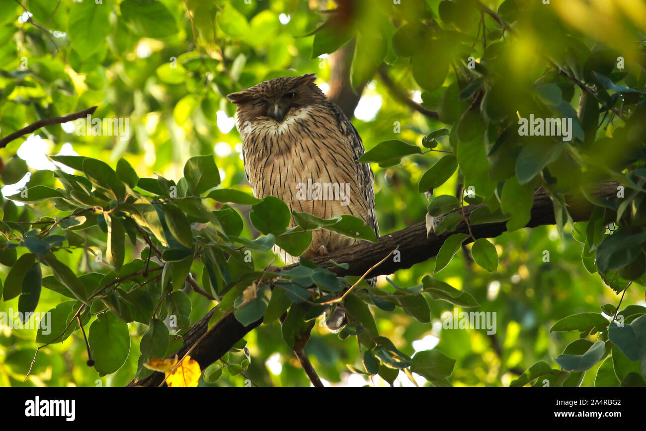 Brown fish owl, Bubo zeylonensis at Tadoba National Park in Maharashtra ...