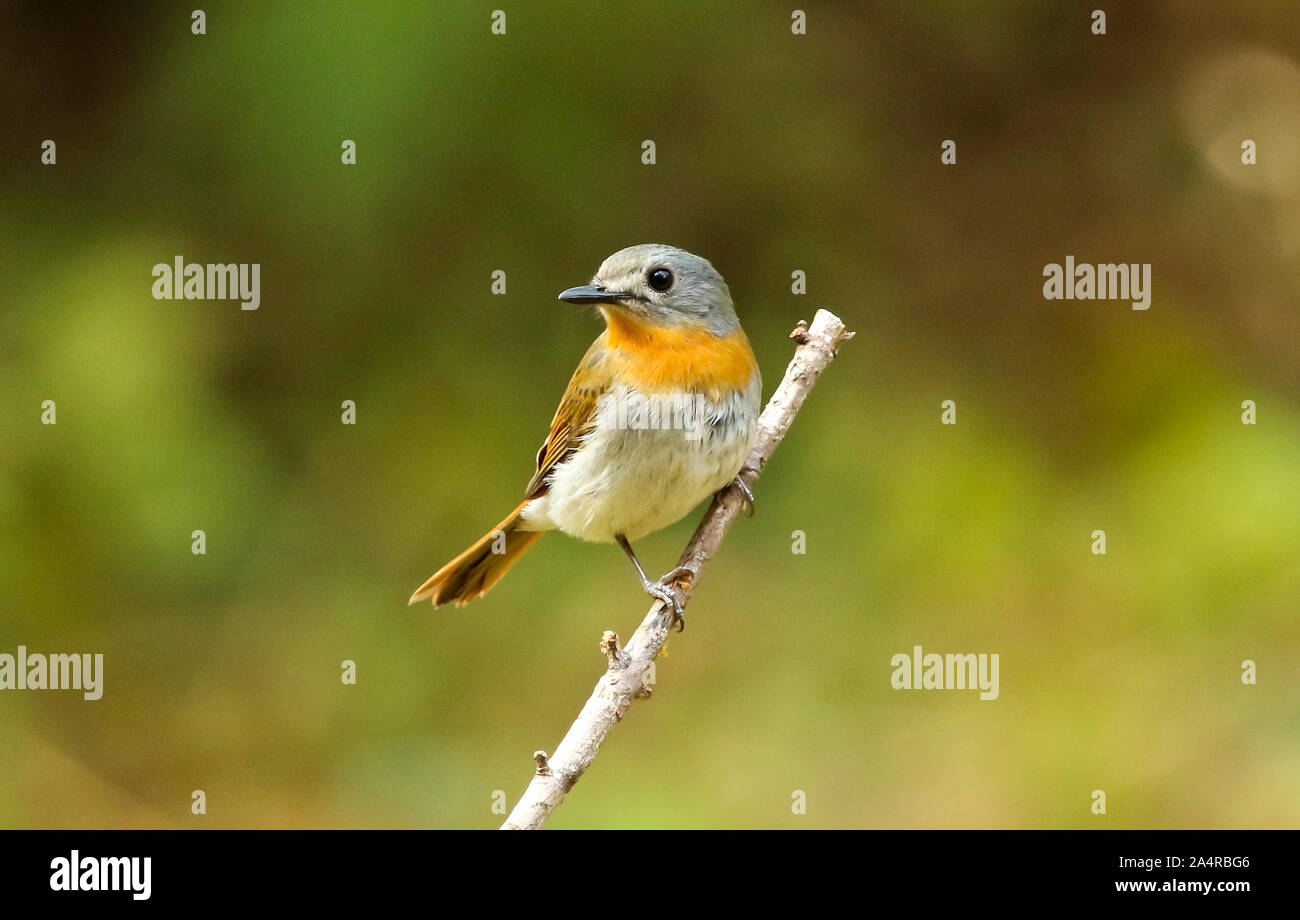 White Bellied Blue Flycatcher