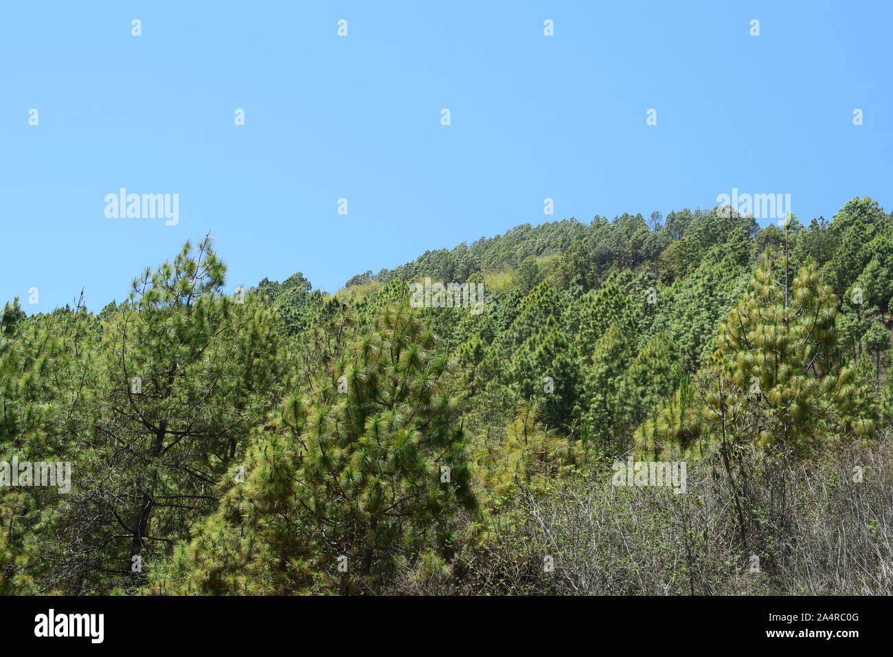 Beautiful landscape in eastern part of Nepal hillside Stock Photo - Alamy