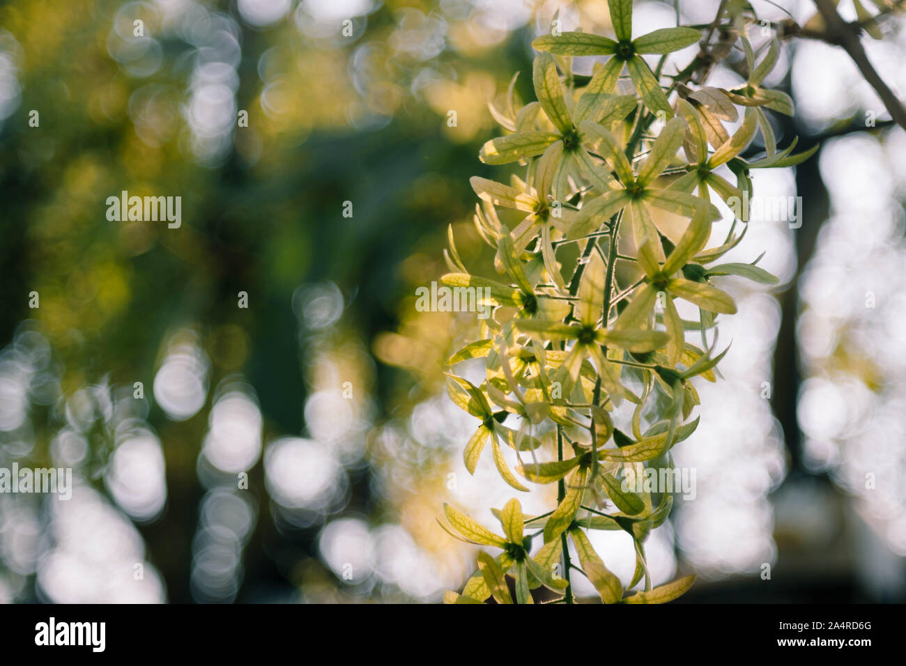 Sandpaper tree hi-res stock photography and images - Alamy