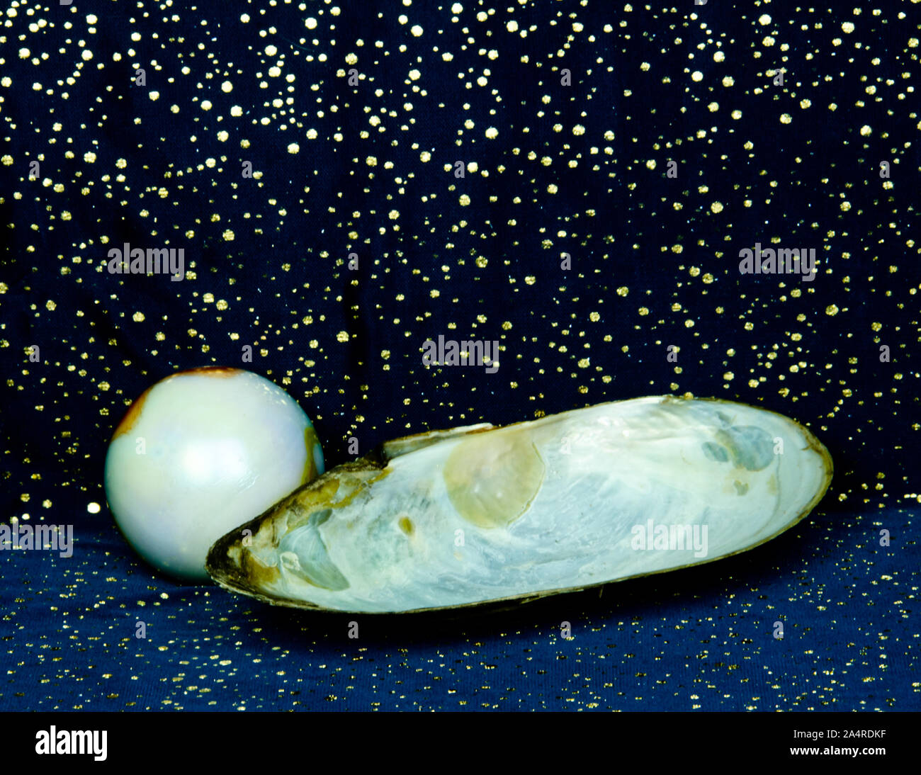 A large shell, mother of pearl, and a light marble in front of a blue ...