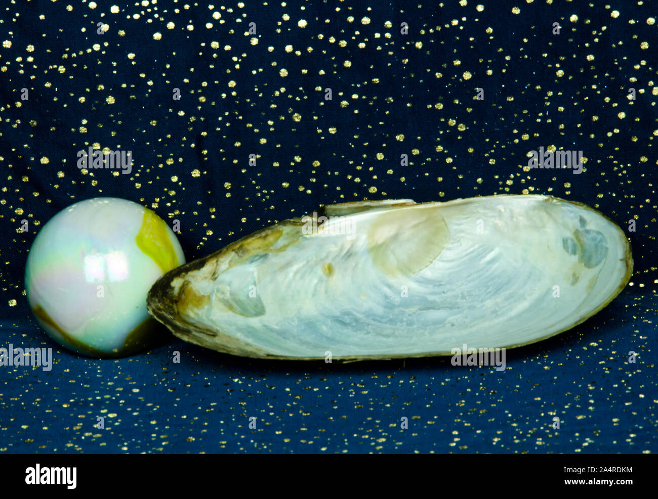 A large shell, mother of pearl, and a light marble in front of a blue ...