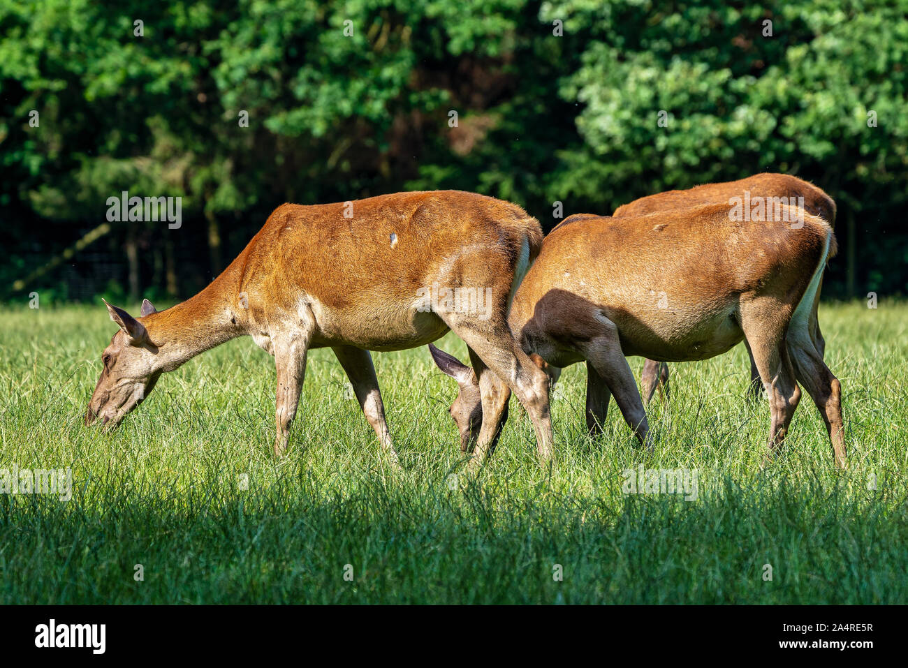 Red deer, Cervus elaphus in a german nature park Stock Photo - Alamy
