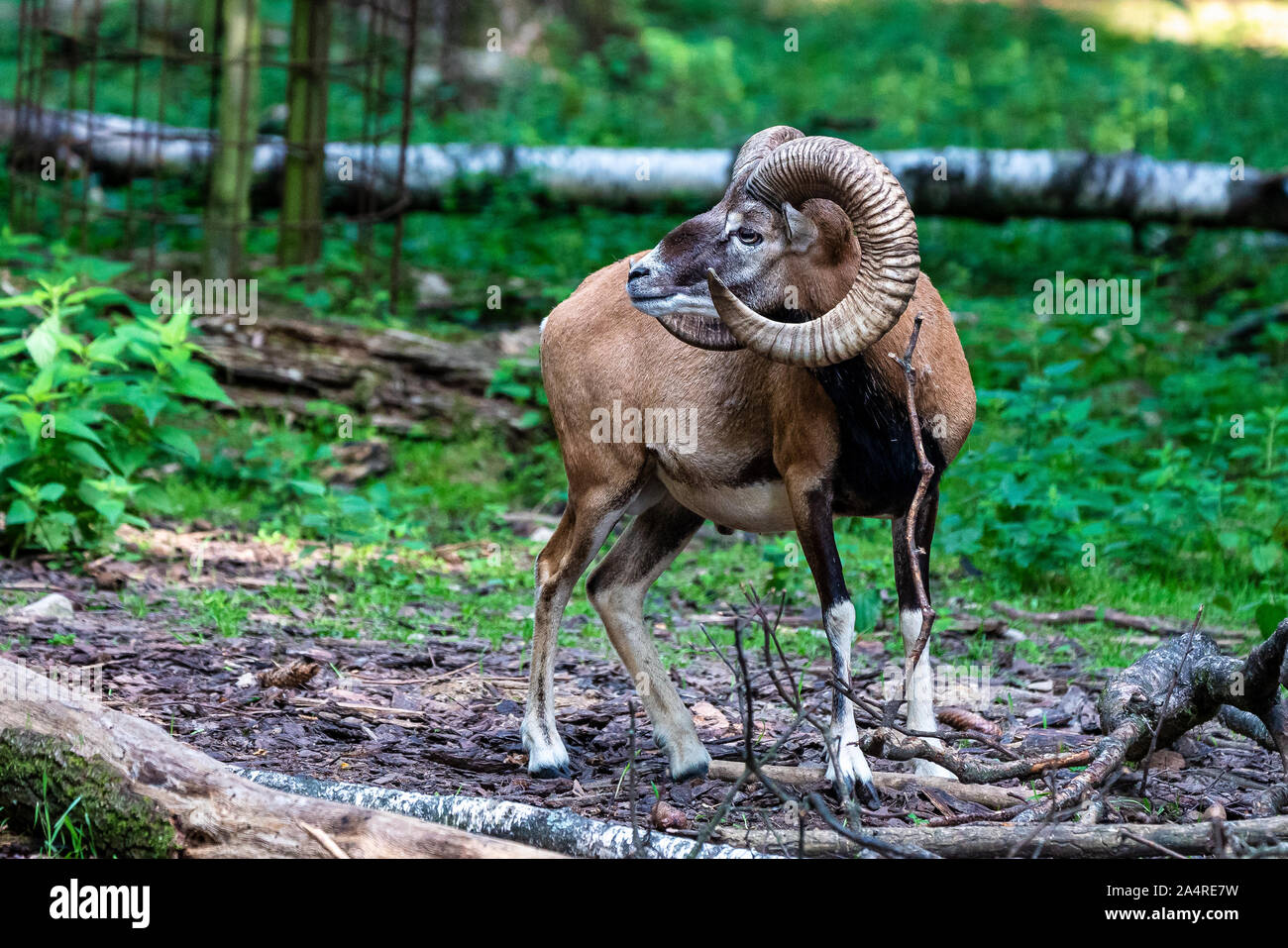 European mouflon, Ovis orientalis musimon. Wildlife animal Stock Photo ...