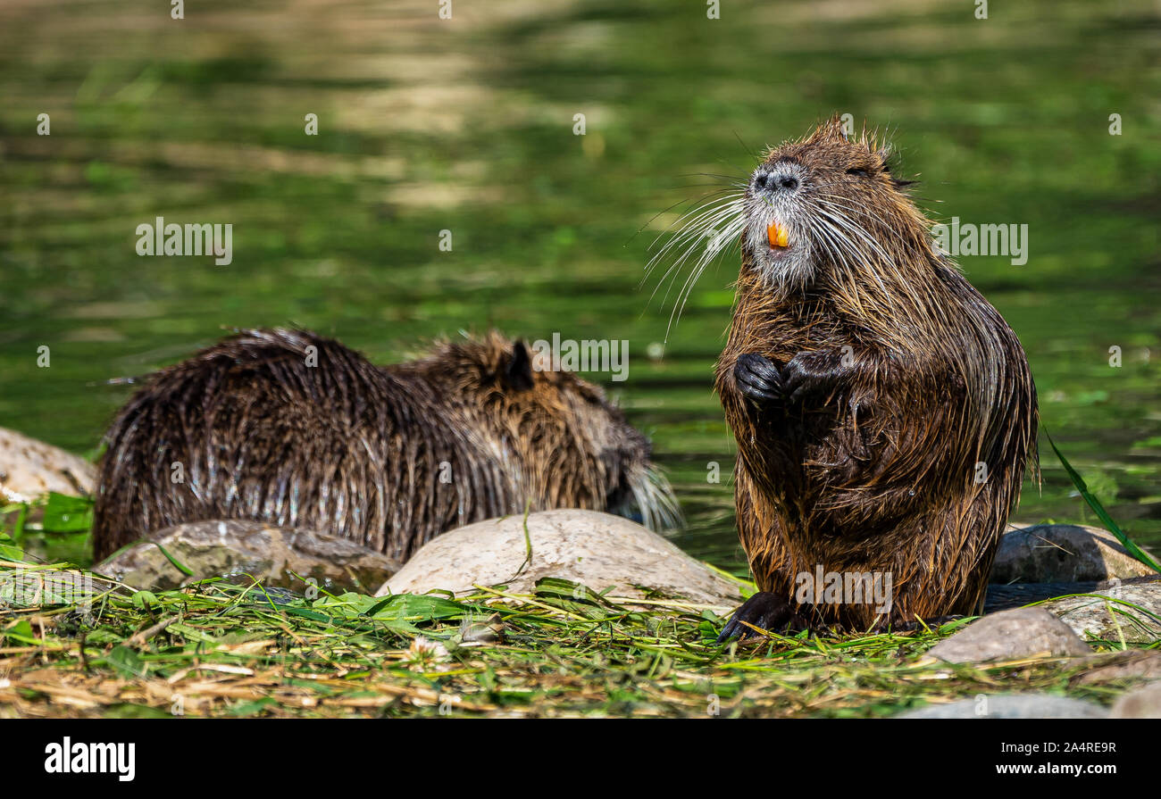 Coypu, Myocastor coypus, also known as river rat or nutria Stock Photo ...