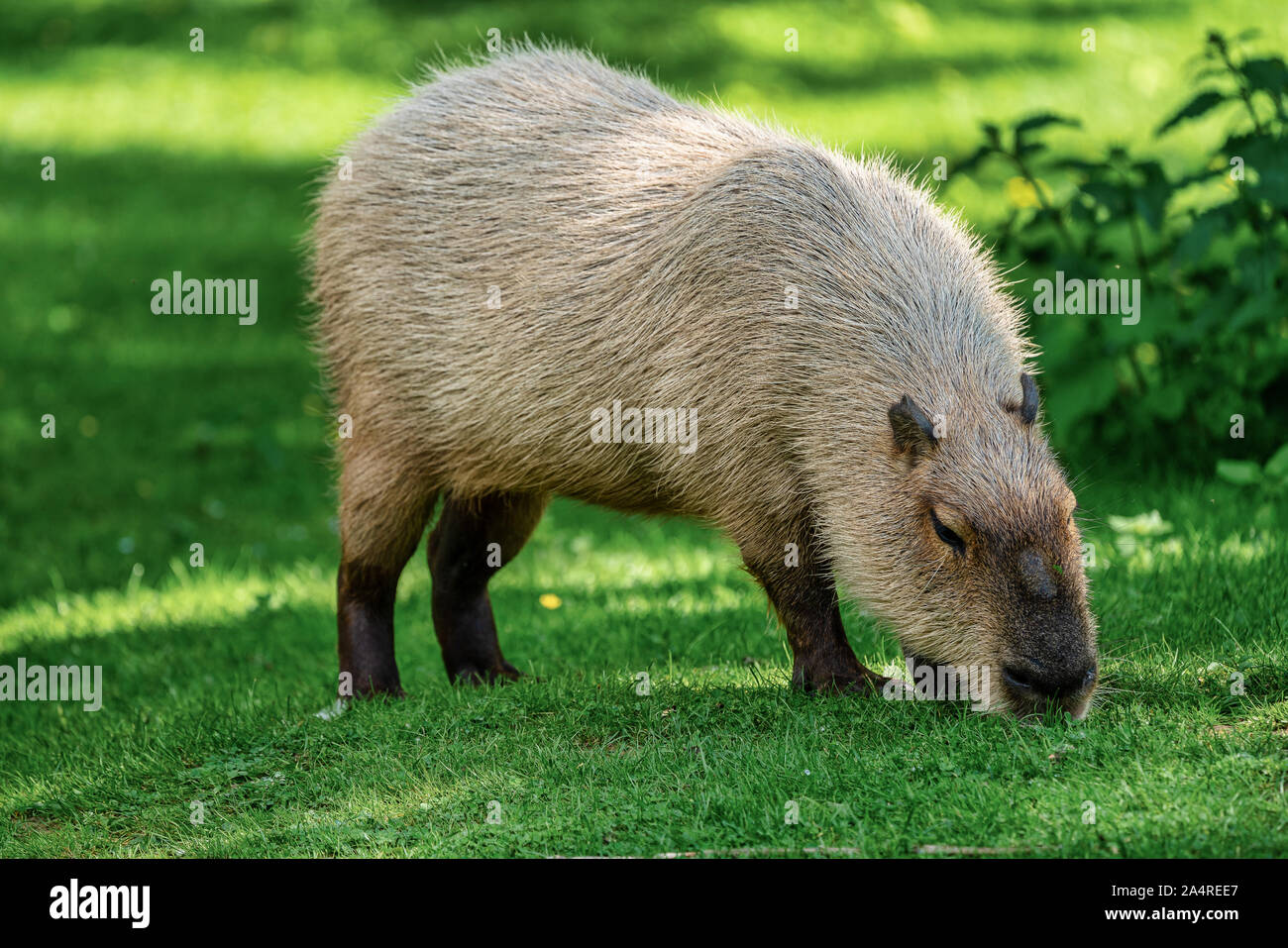Capybara, Hydrochoerus hydrochaeris grazing on fresh green grass Stock ...