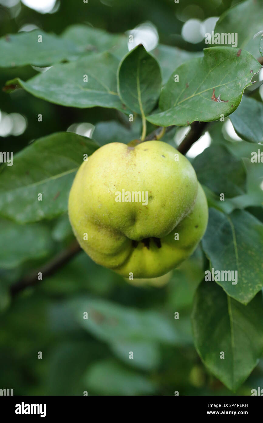 natural organic quince with green leaves Stock Photo - Alamy