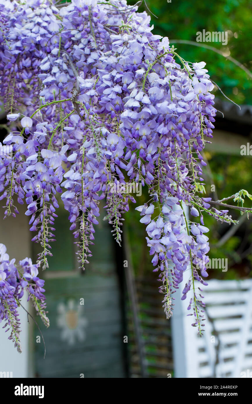 Beautiful tree with pink wisteria Stock Photo - Alamy
