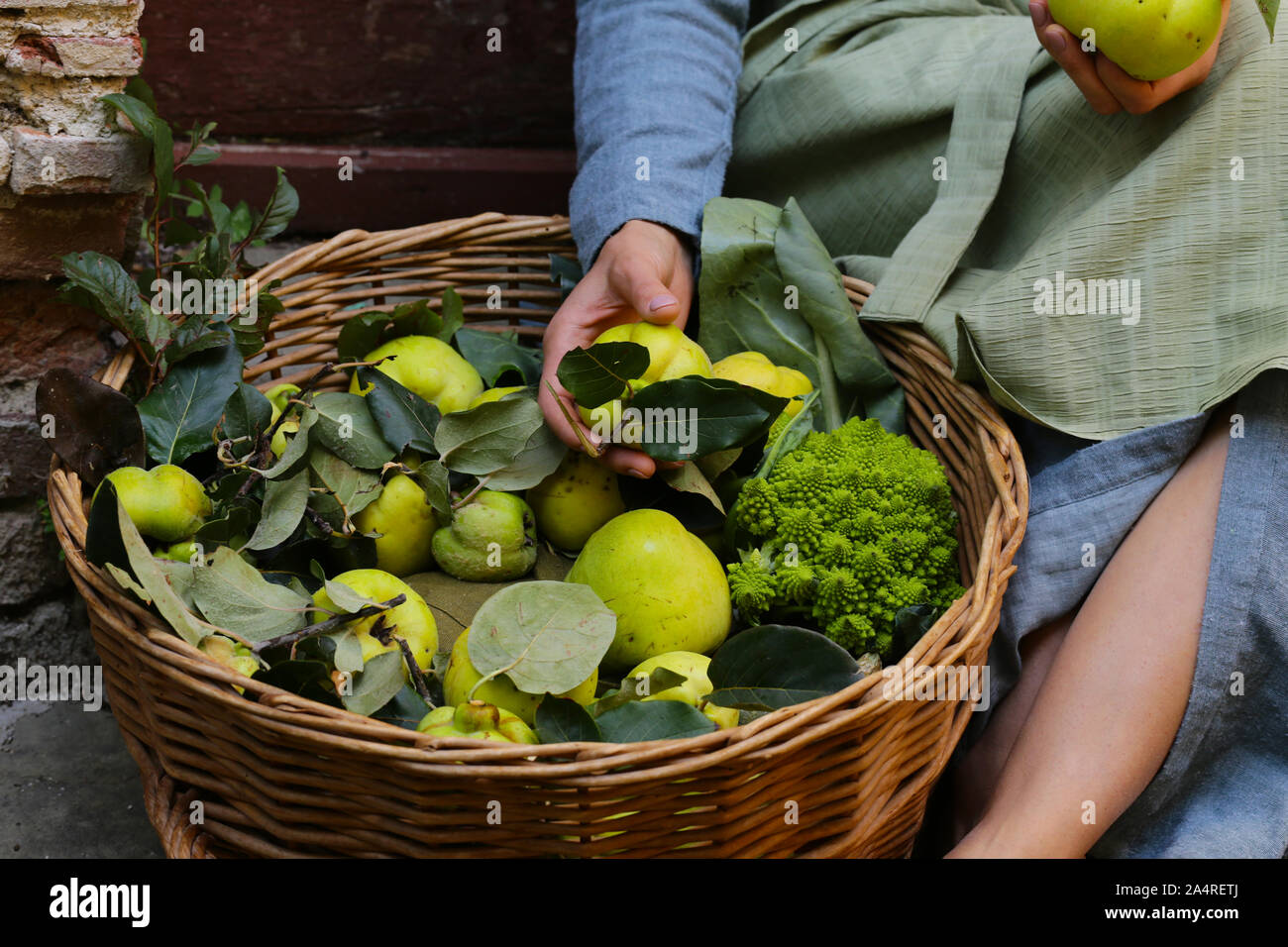 natural organic quince with green leaves Stock Photo - Alamy