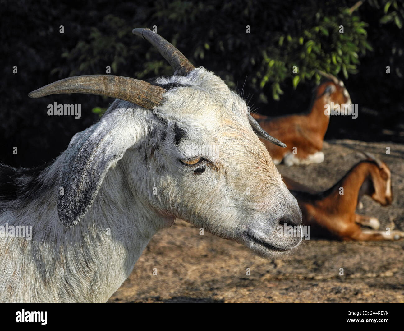 India sheep farm hi-res stock photography and images - Alamy