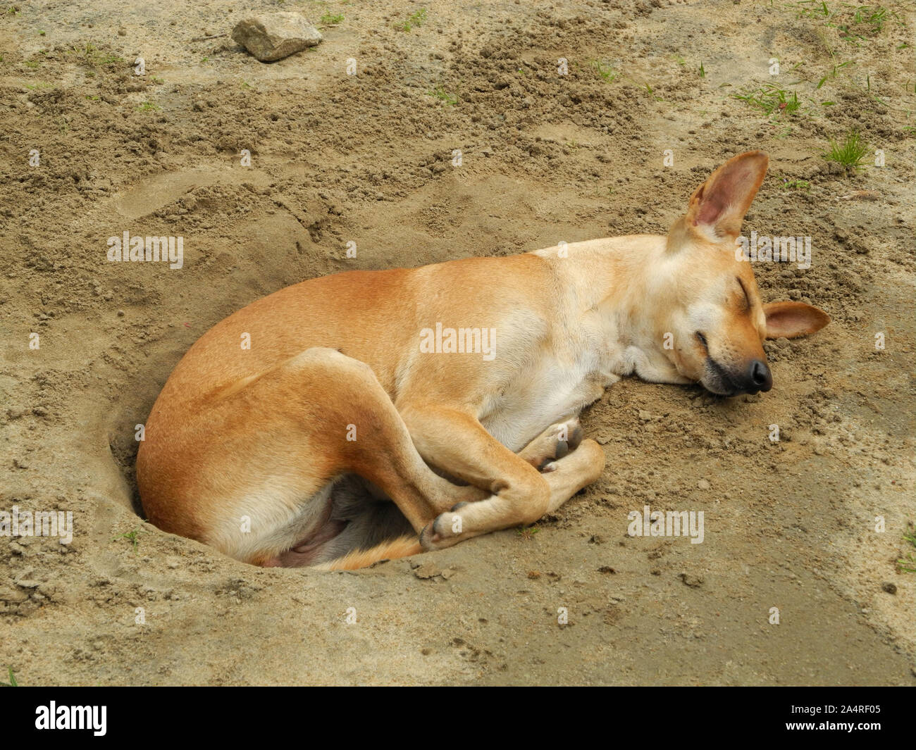 Sleeping dog in the sand, Kochi, Kerala Stock Photo - Alamy