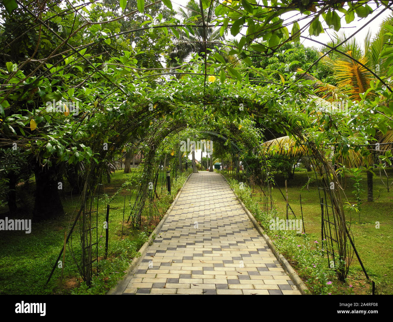 Path in a green park, India, Kerala, Kochi Stock Photo - Alamy