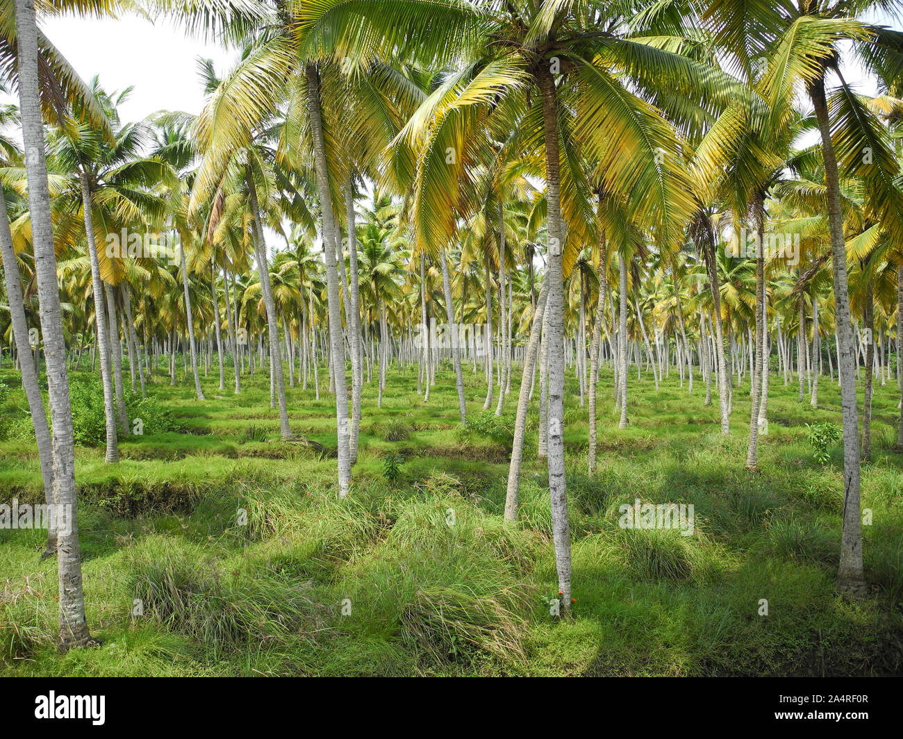 Kerala Palm Tree Stock Photos & Kerala Palm Tree Stock Images - Alamy