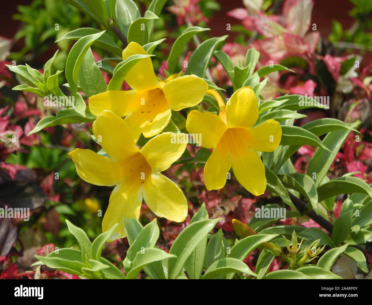 Yellow tropical flower Allamanda, Kerala, Kochi Stock Photo - Alamy