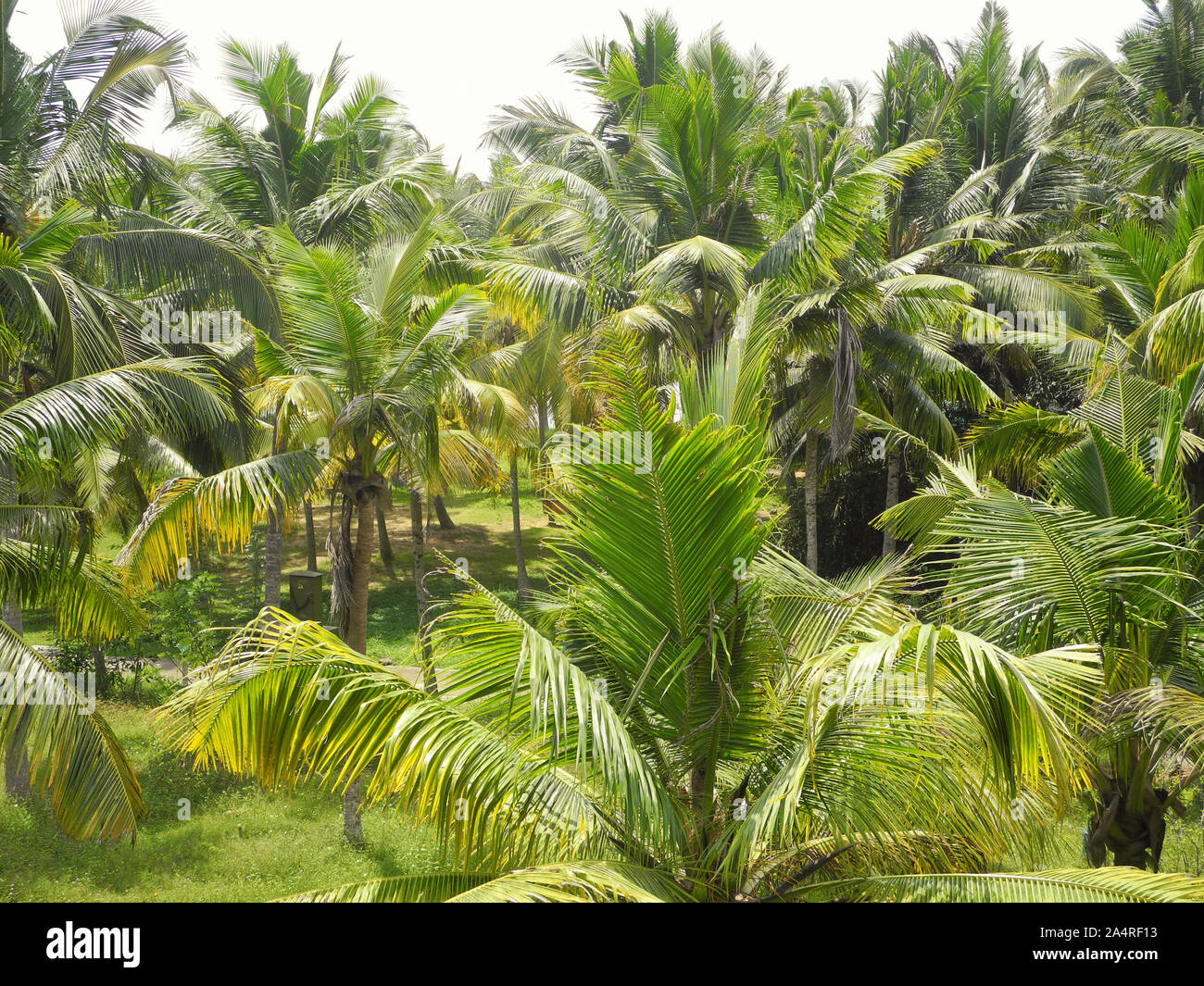 Kerala palm tree hi-res stock photography and images - Alamy