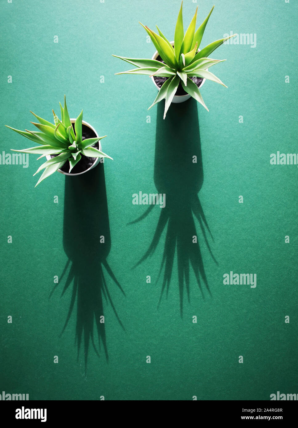 Two small succulent plants in plant pots casting long shadows on paper ...
