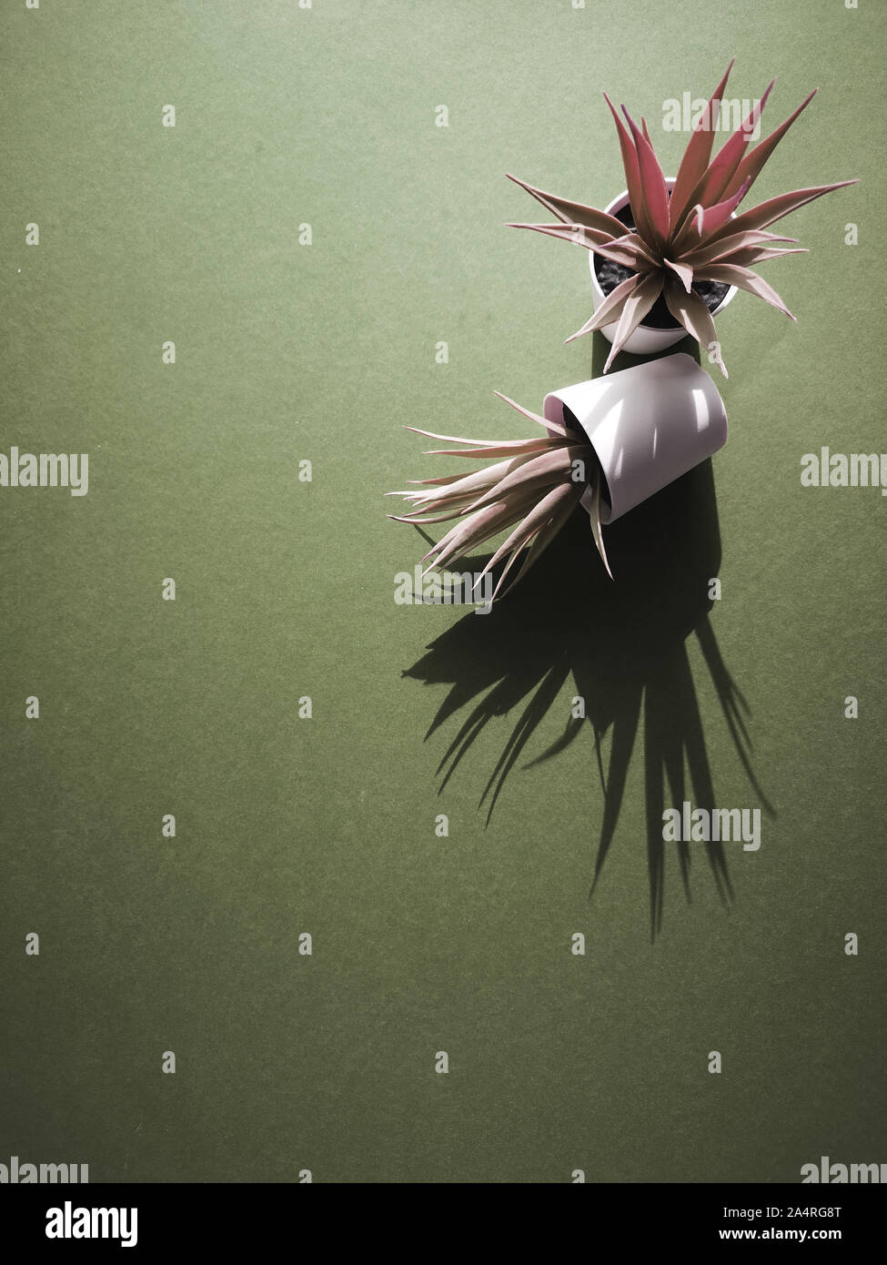 Two small succulent plants in plant pots casting long shadows on paper ...