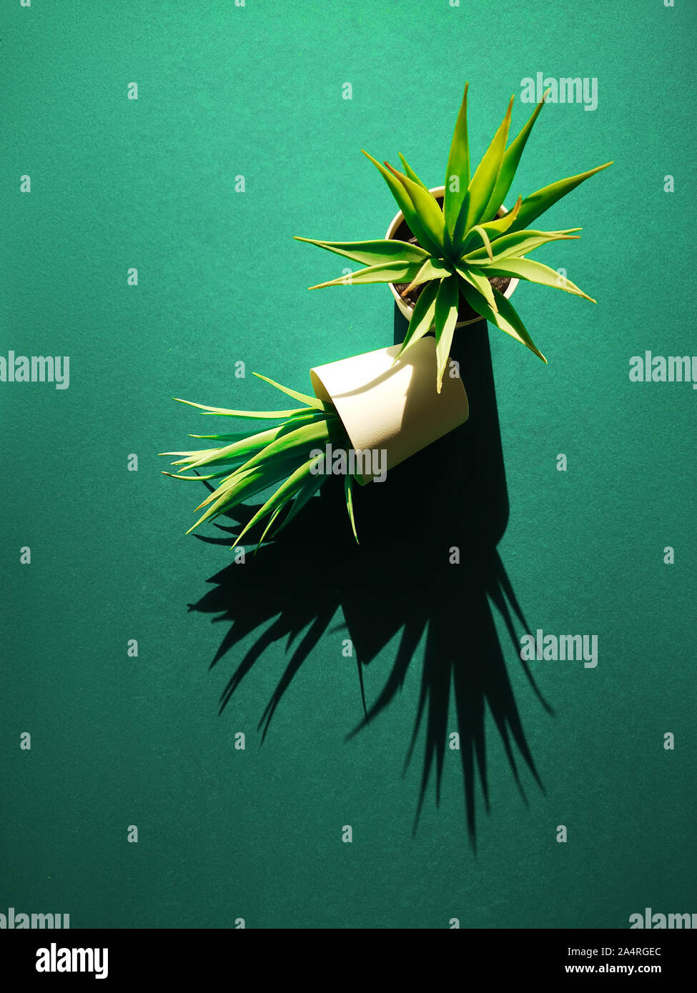 Two small succulent plants in plant pots casting long shadows on paper ...