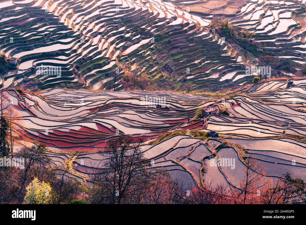 Terraced rice fields of YuanYang , China in the morning Stock Photo - Alamy