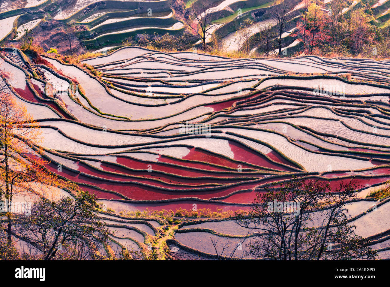 Terraced rice fields of YuanYang , China in the morning Stock Photo - Alamy
