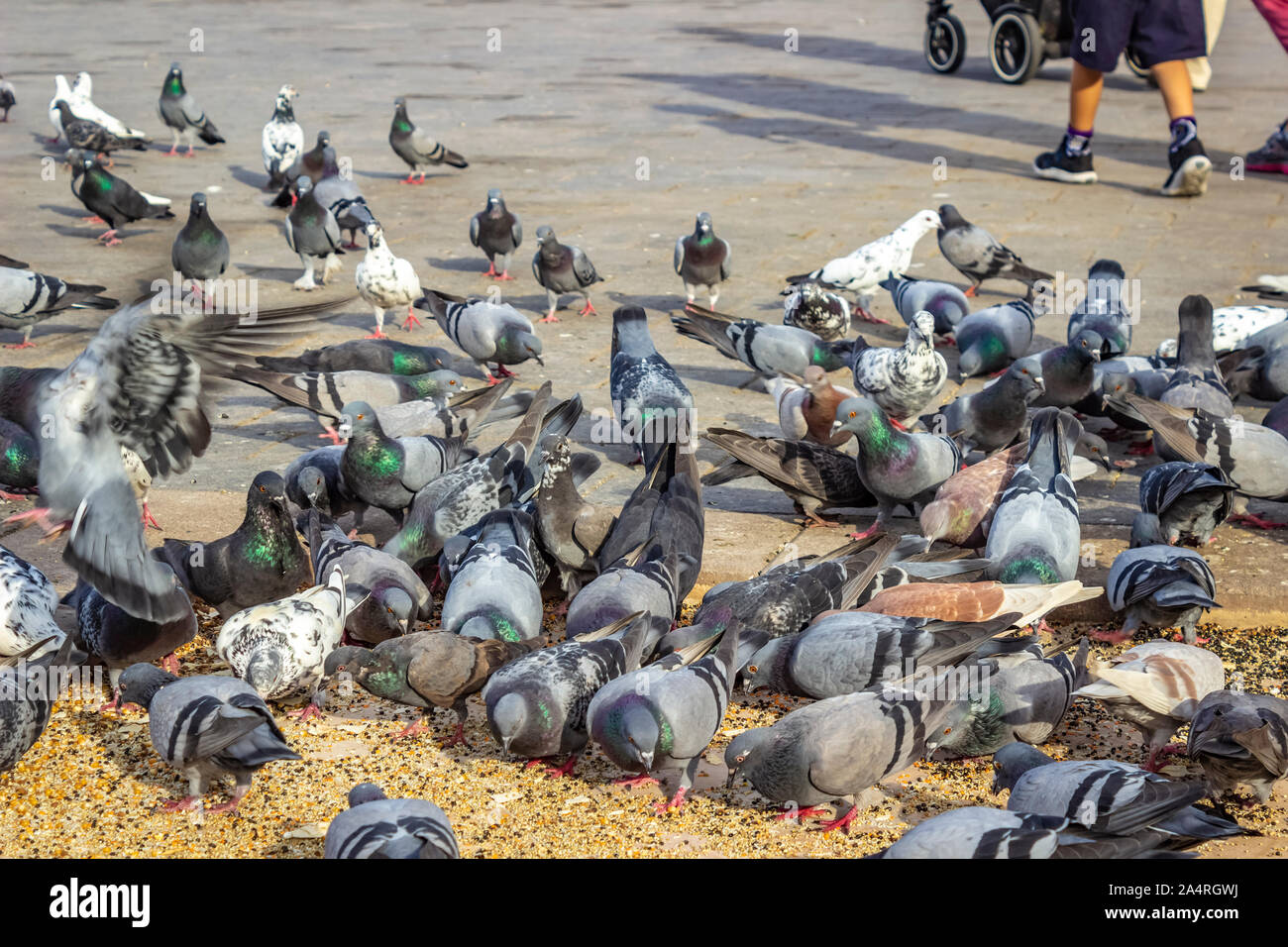Pigeons pecking in square hi-res stock photography and images - Alamy