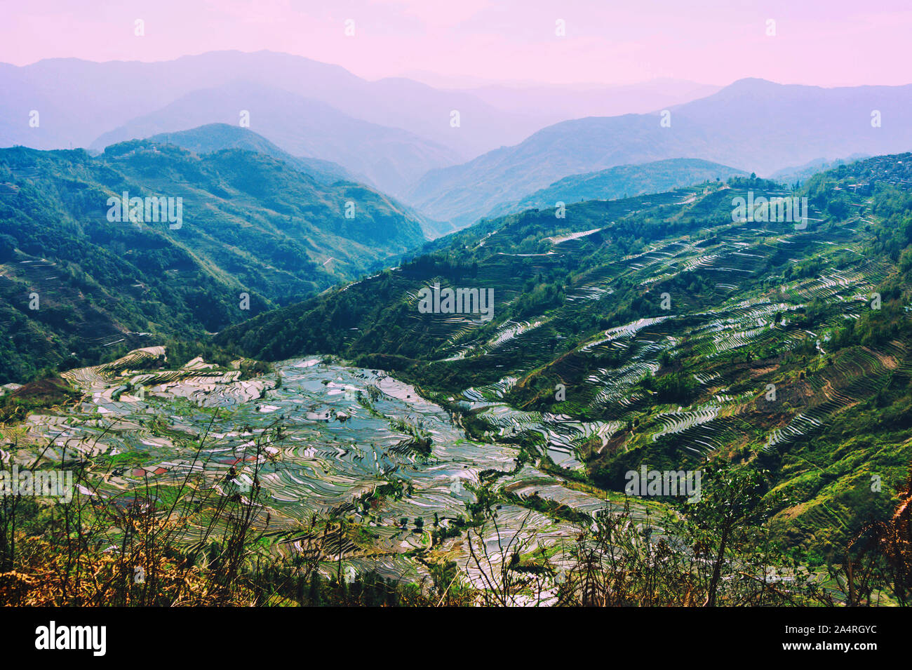 Terraced rice fields of YuanYang , China in the morning Stock Photo - Alamy