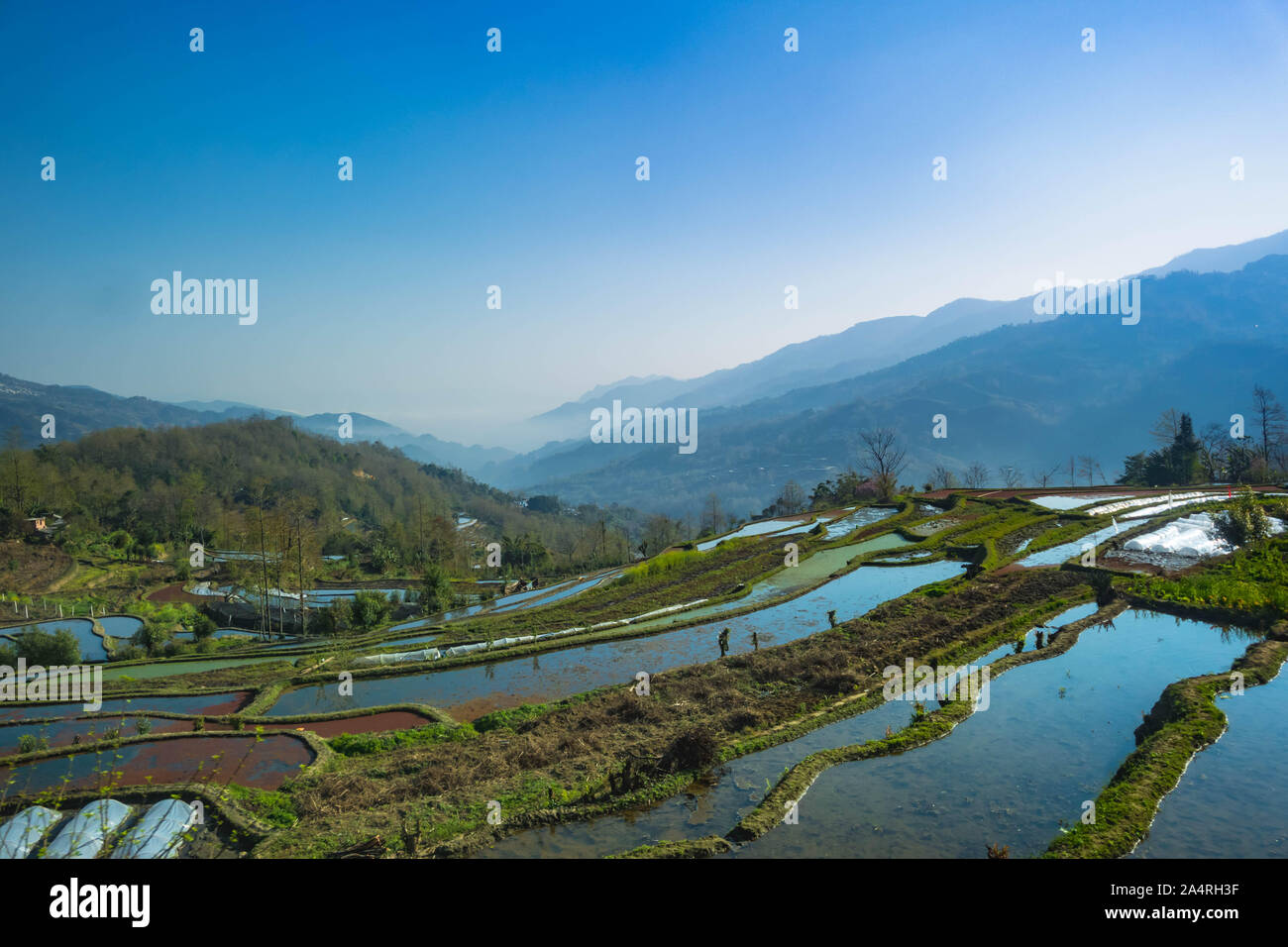 Rice farming china hi-res stock photography and images - Alamy