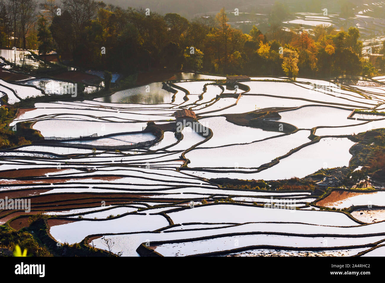 Terraced rice fields of YuanYang , China in the morning Stock Photo - Alamy