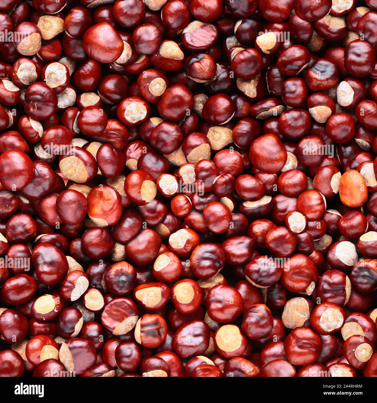 Wild chestnuts hi-res stock photography and images - Alamy