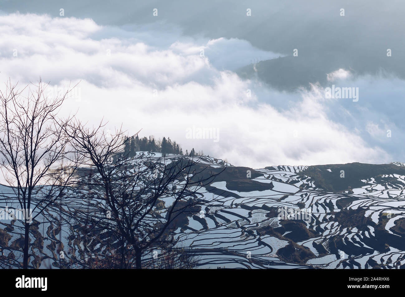 Terraced rice fields of YuanYang , China with sea of fog and cloud ...