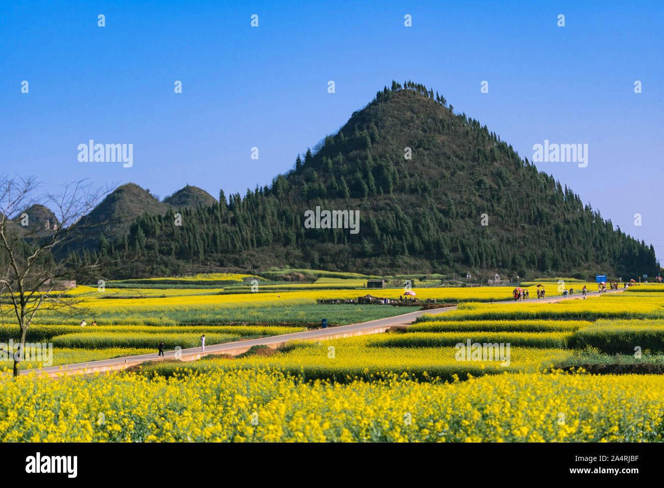 Yellow rapeseed flowers Field with blue sky at Luoping County, China ...