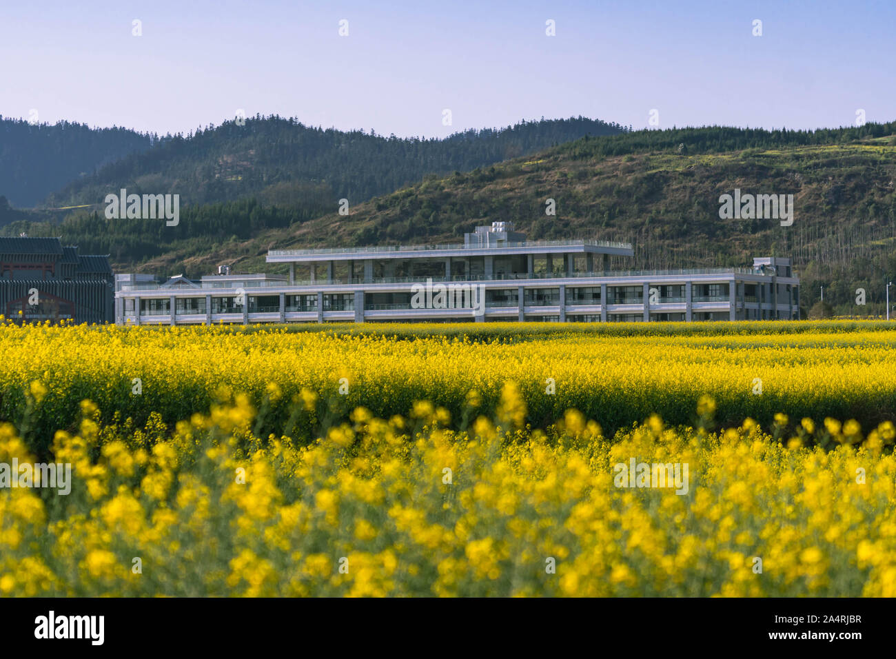 Yellow rapeseed flowers Field with blue sky at Luoping County, China ...