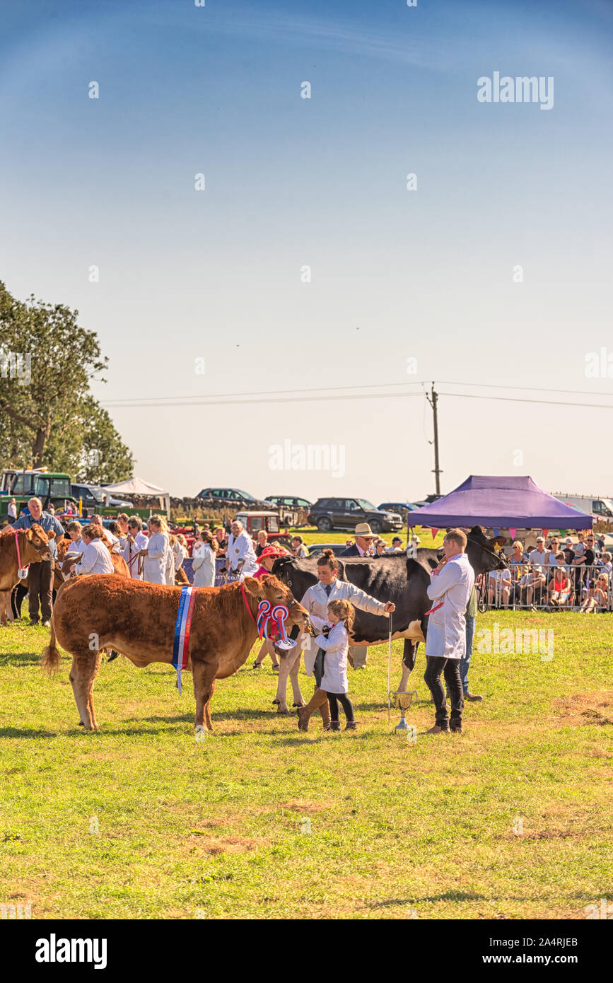 Winning animals at an agricultural show Stock Photo - Alamy