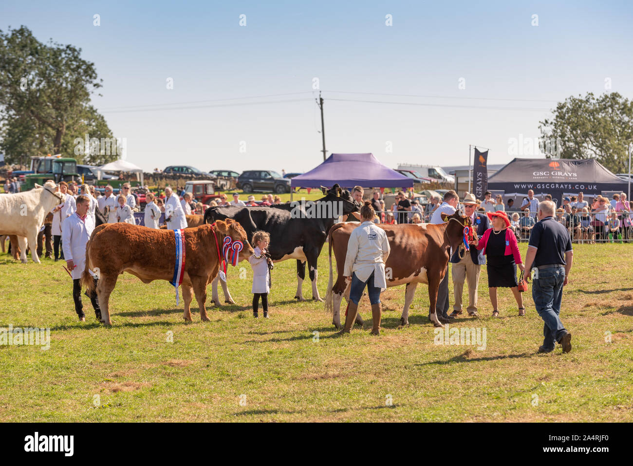 Winning animals at an agricultural show Stock Photo - Alamy